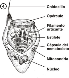 Noticias de la ciencia: Medusas