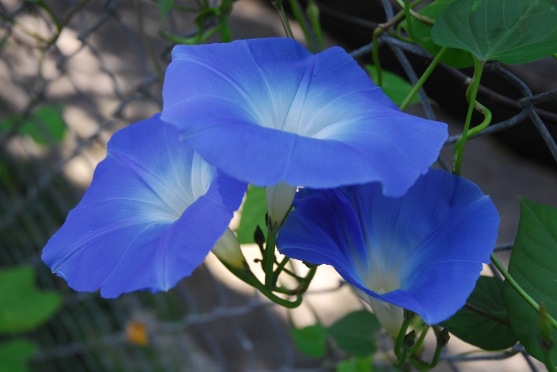 Rodger's Writing: Blue Flowers!