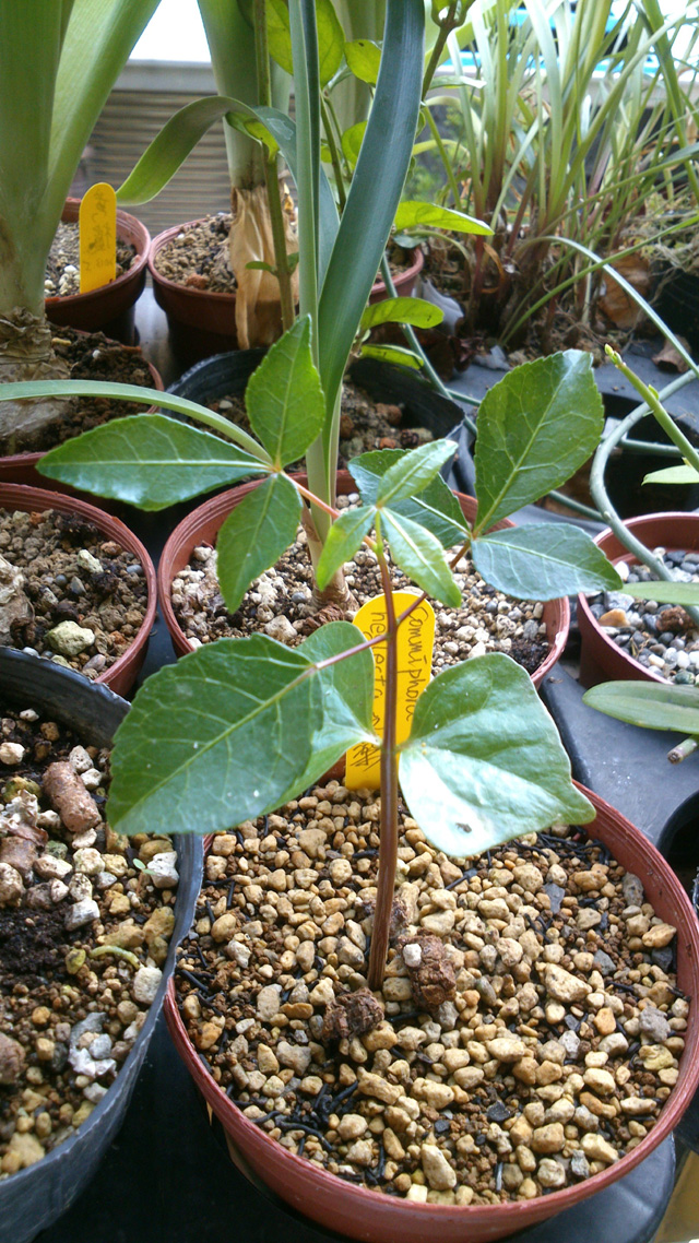 Plant & Seeds: 稀有沒藥屬植物 Commiphora neglecta