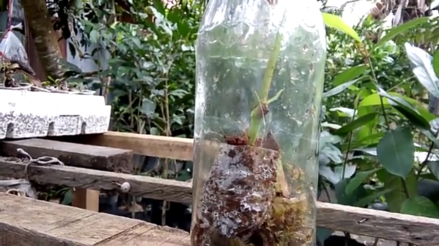 Unik STeK Tanaman Dengan Media Botol Kaca