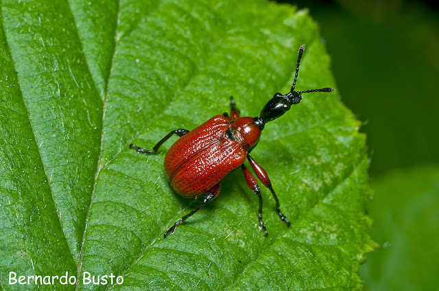 RÍA DE LA VILLA: Otro Gorgojo