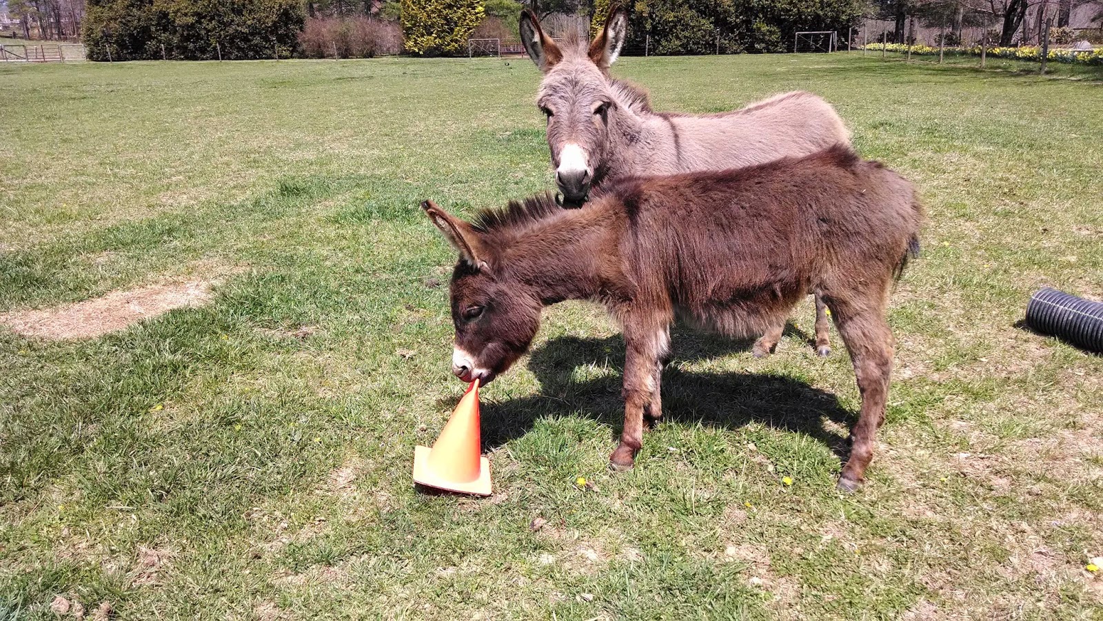 Our Tiny Farm in Western NC: Springtime on Our Tiny Farm, plus "the ...