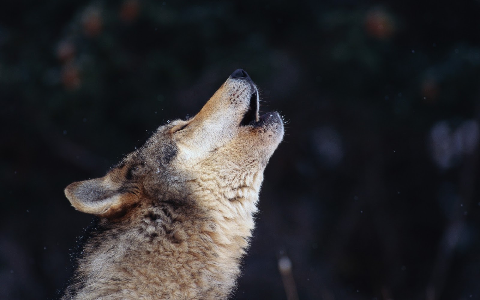 Arka plan resimleri: Hayvan Resimleri