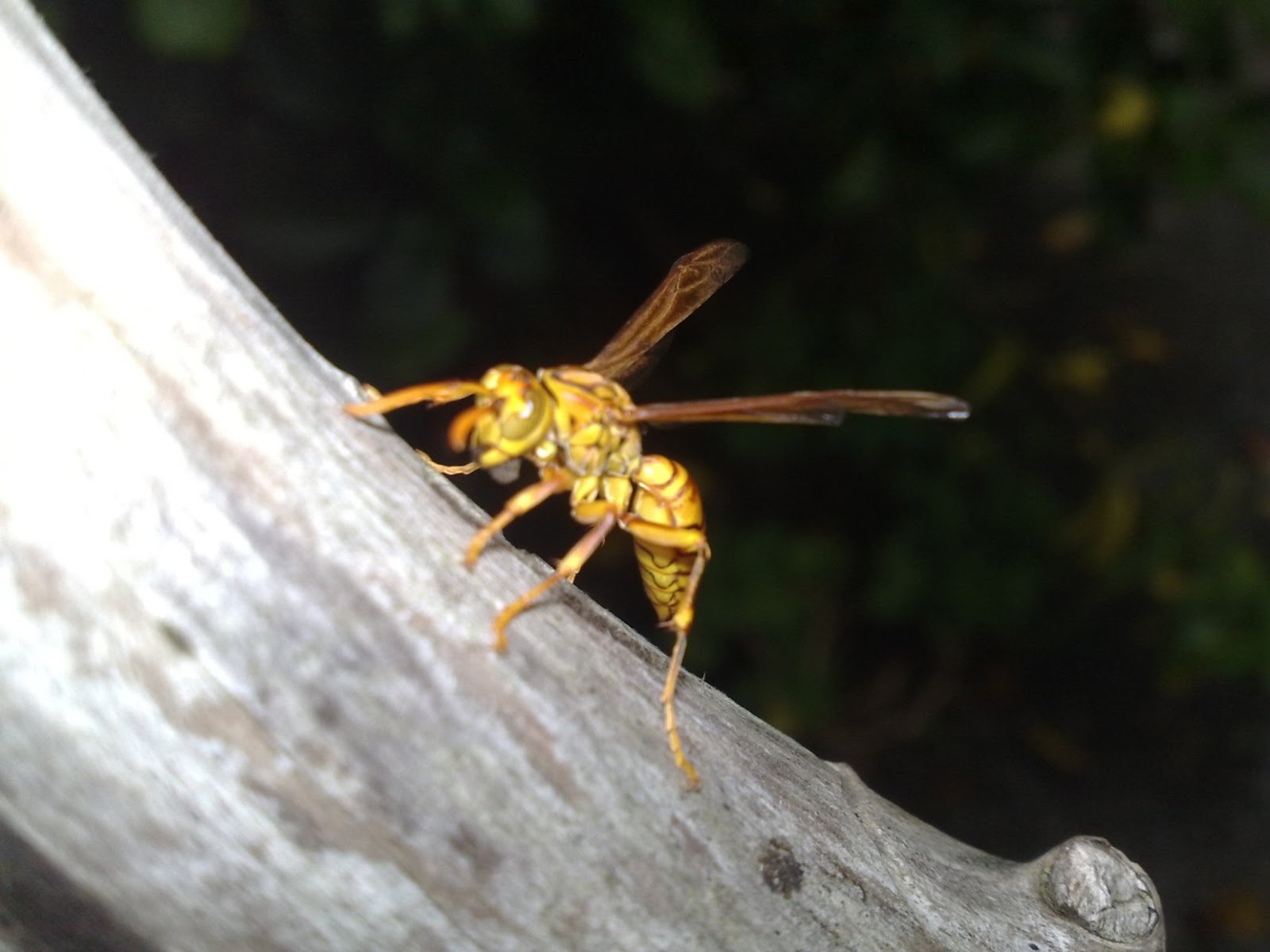 MAURITIUS ISLAND - Ile Maurice: Strange, Famous Flies and Bugs