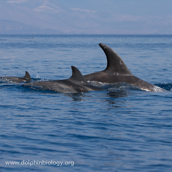 Dolphin Biology and Conservation: July 2014