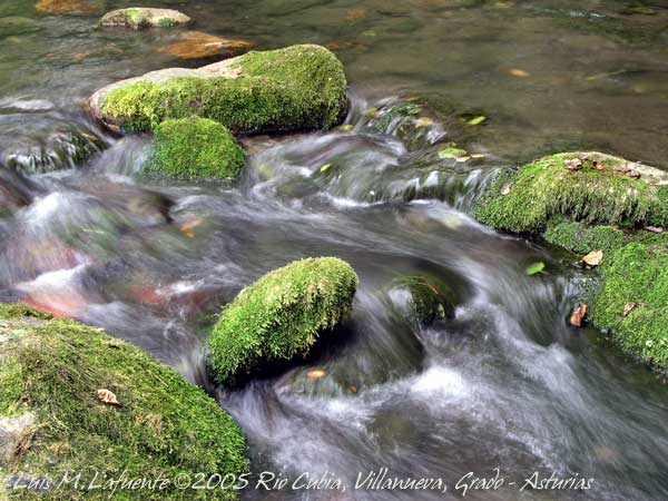 LAS PLANTAS: Los Musgos.
