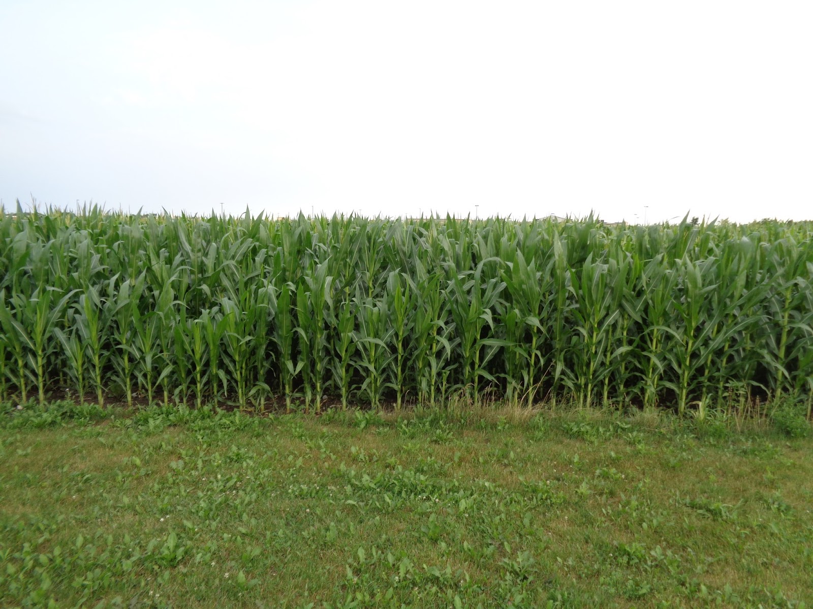 The Perennial Agriculturalist: maize and corn