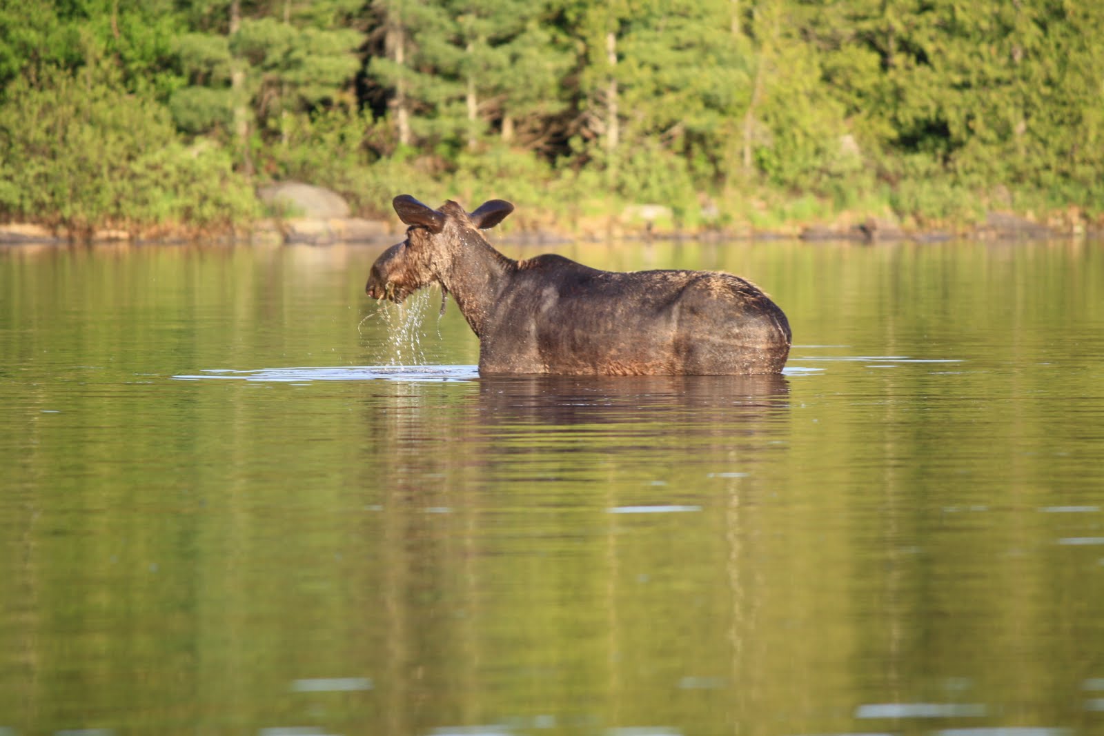 Posted by Maine Moose Tracks at 2:44 PM