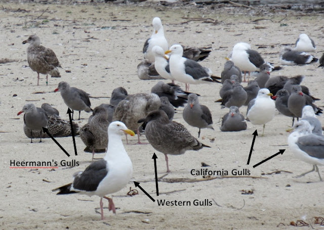 Gull ID Tips, Plus a Hybrid Gull (as if gull identification could ...
