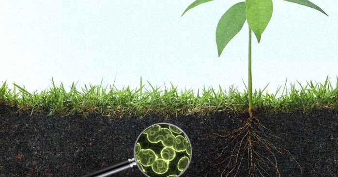 Berikut Mikroorganisme Tanah Yang Menjadi Pupuk Hayati | Hama ...