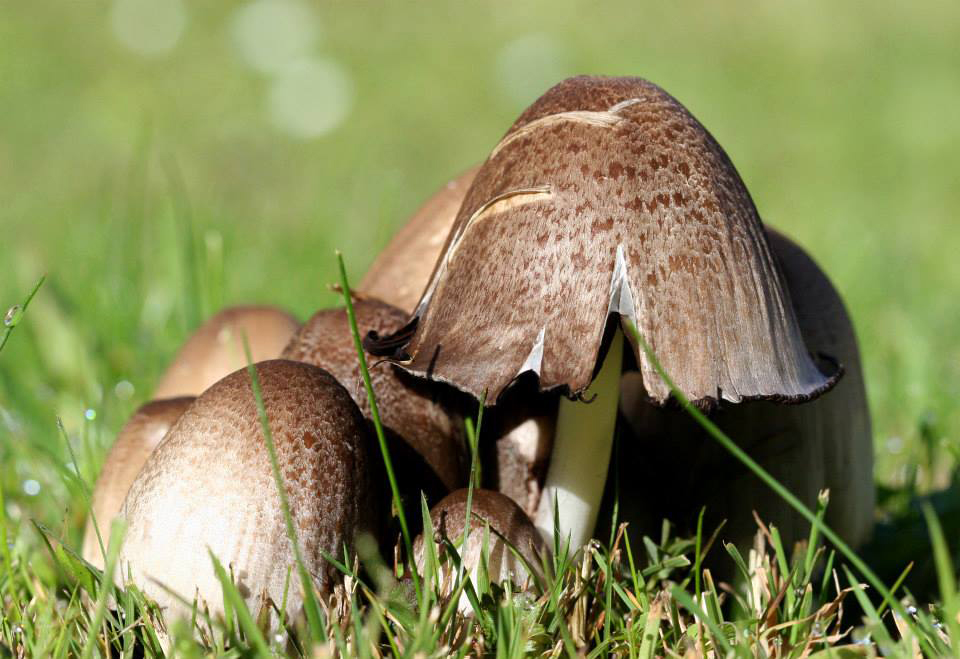 Xx Garden: LES CHAMPIGNONS