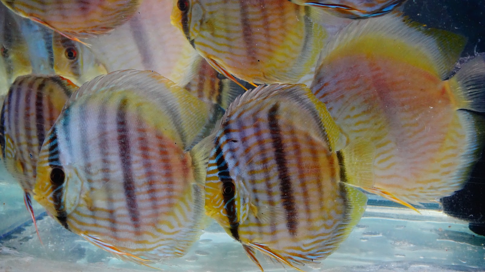 Discus Since 1987