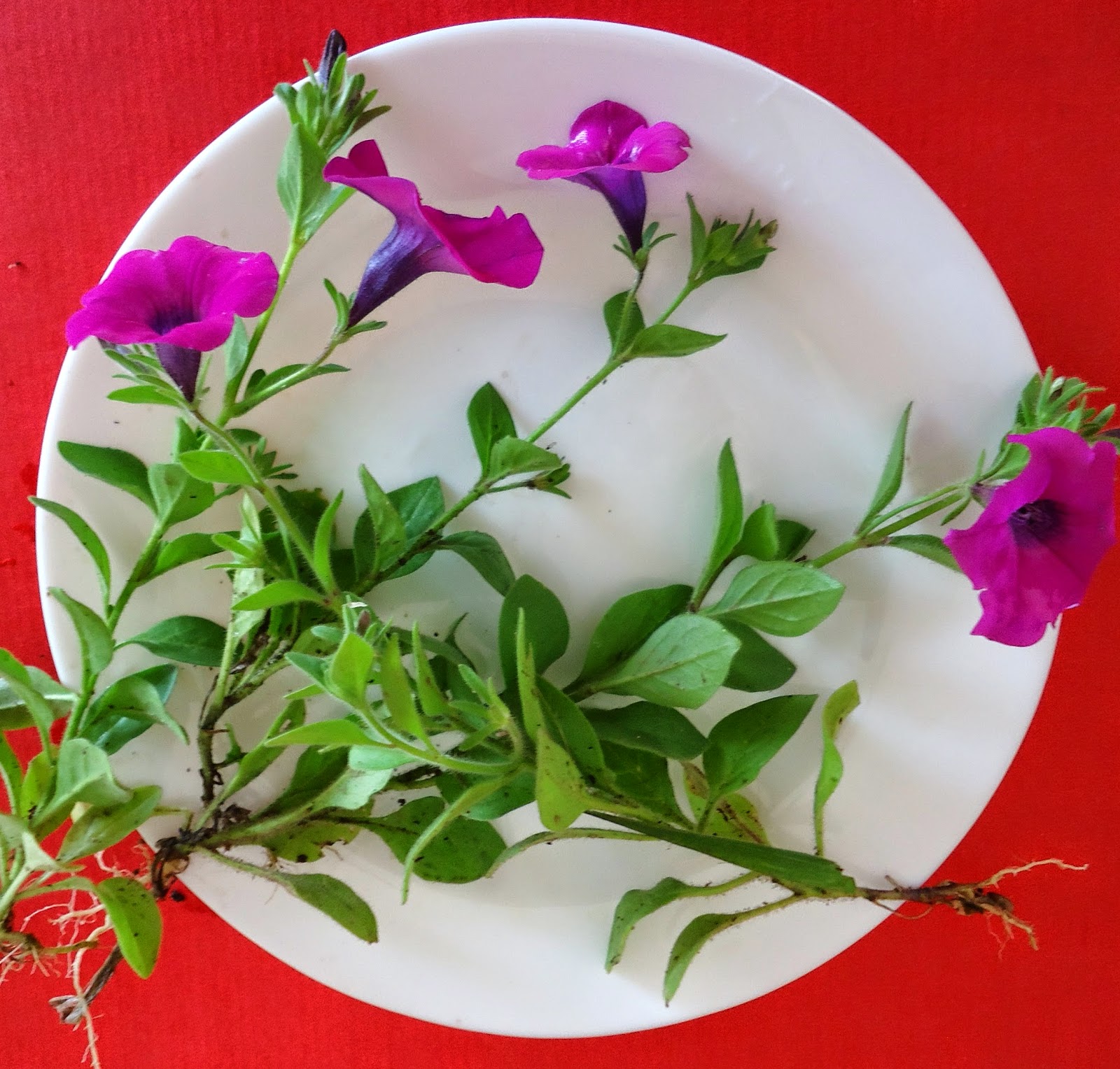 v e r d e c h a c o: Petunias silvestres / Coroyuyo