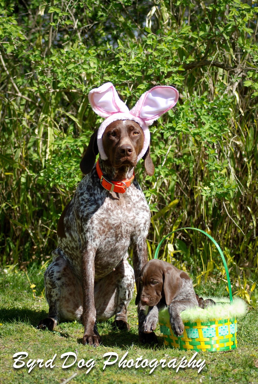 Adventures of a GSP Hunting Dog: 2012: The Year in Review