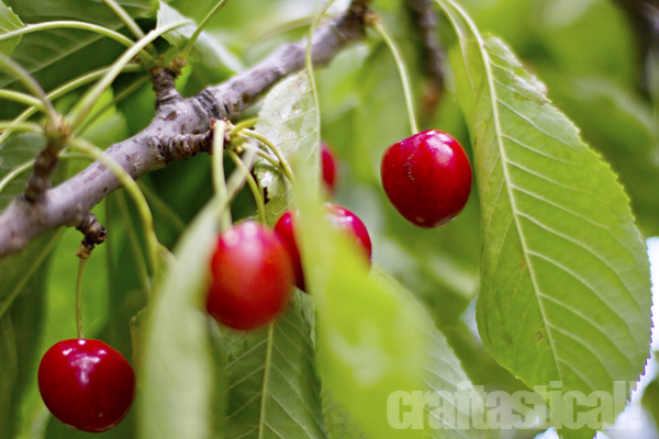 Craftastical!: Cherries!
