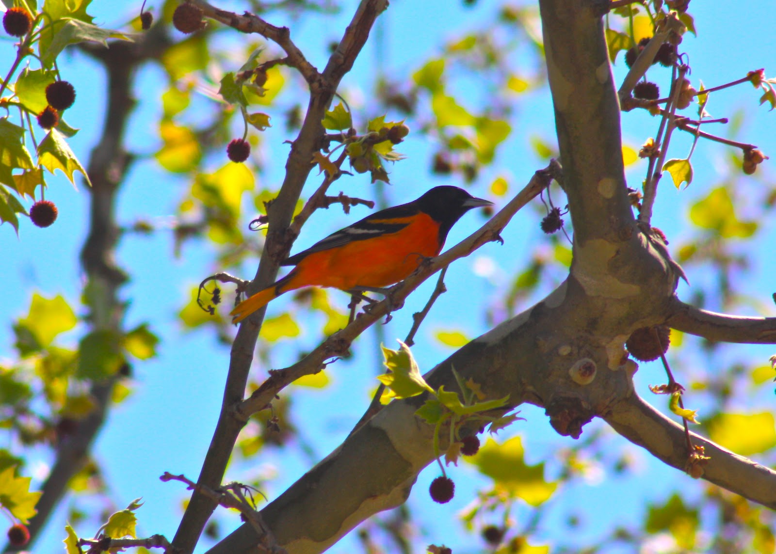 Green Monkey Tales: The Oriole Sings for Me