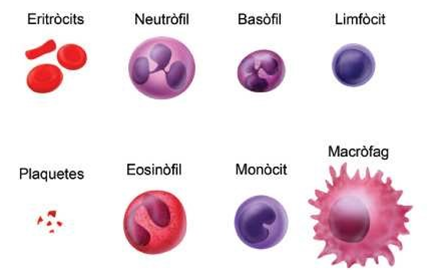 LA SANG : L' essència de la Vida