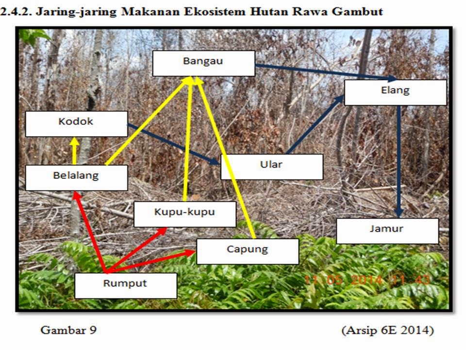 EKOLOGI TUMBUHAN KELOMPOK HUTAN RAWA GAMBUT 6E: Mei 2014