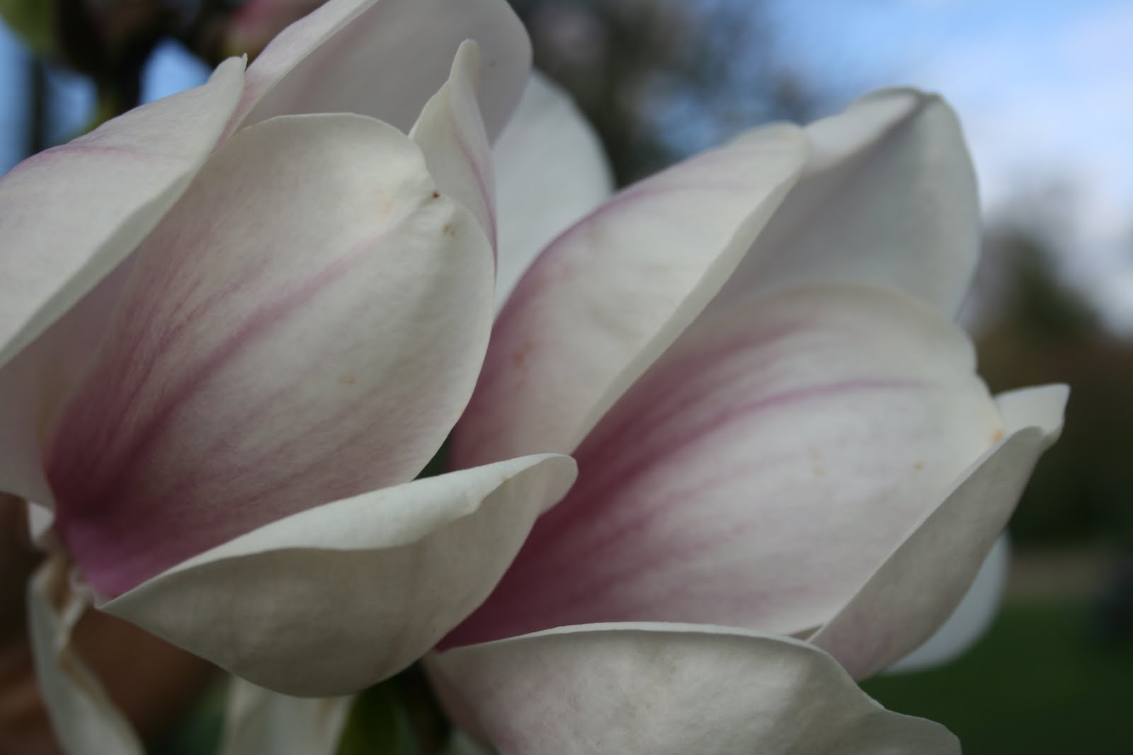 Nature In London: Magnolia (Magnoliaceae)