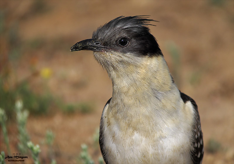 El Herrerillo: Críalo europeo (Clamator glandarius)