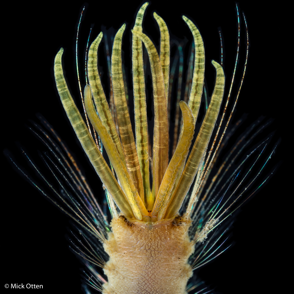 Mick's marine biology: Pherusa plumosa - a short study of the plume worm
