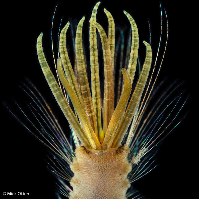 Mick's marine biology: Pherusa plumosa - a short study of the plume worm