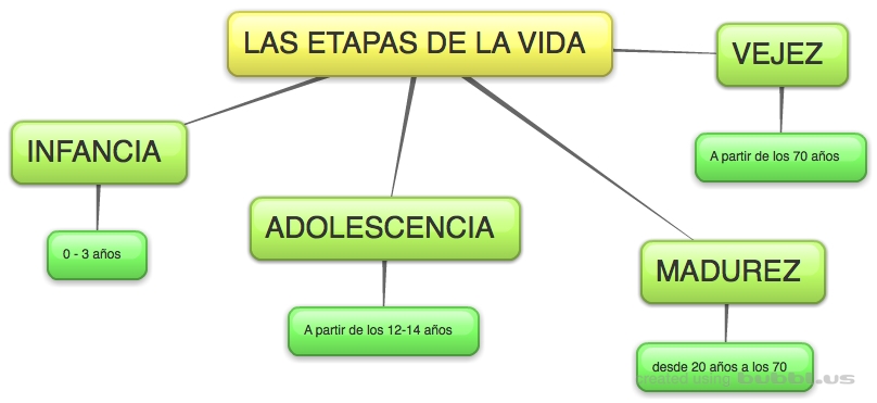 Los listillos de la clase: LAS ETAPAS DE LA VIDA