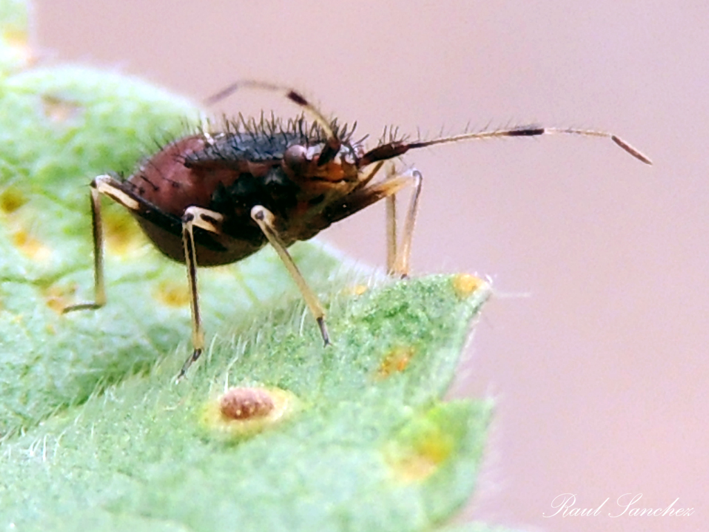 Naturaleza Viva : Pulgón , pertenecen al Orden Hemiptera( Aphididae )