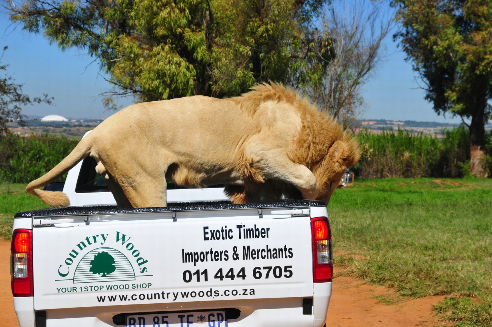 Lion Hitches a Ride on a Pick-up Truck, Frightens Tourists | Bits Worth ...