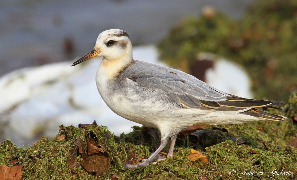 Birding Is Fun!: Lake Michigan Shoreline Birding