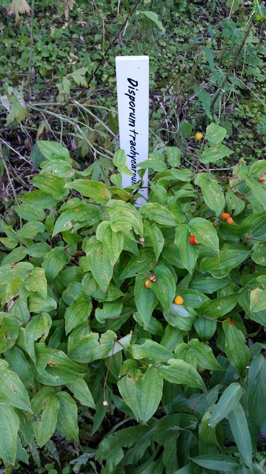 Renaissance Men: Calgary Parks; Reader Rock Garden