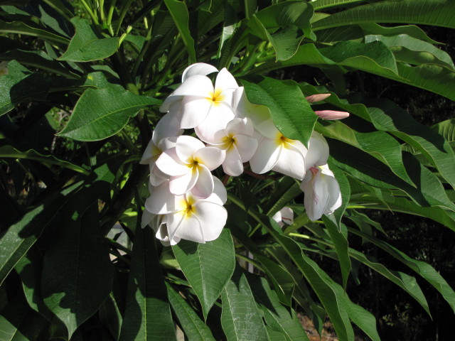 Starting a Bed and Breakfast: Angel of Love semi-dwarf evergreen ...