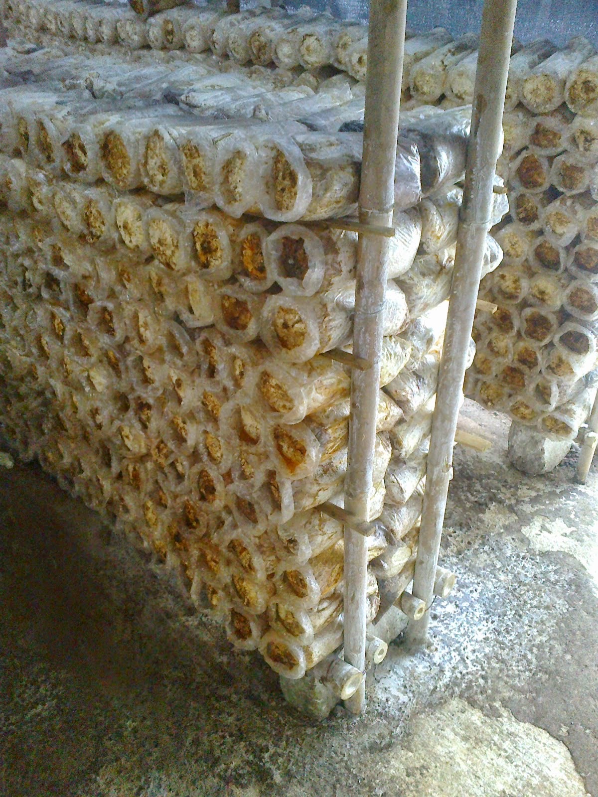 Penggunaan Rak Baglog