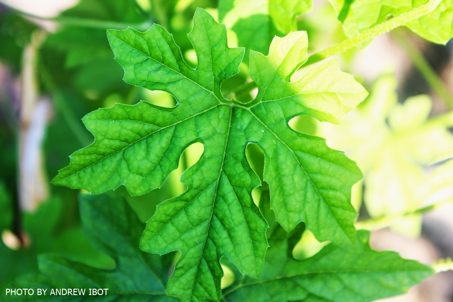 Ako si ANDREW IBOT!: Ampalaya (Momordica Charantia) Uses, Health ...