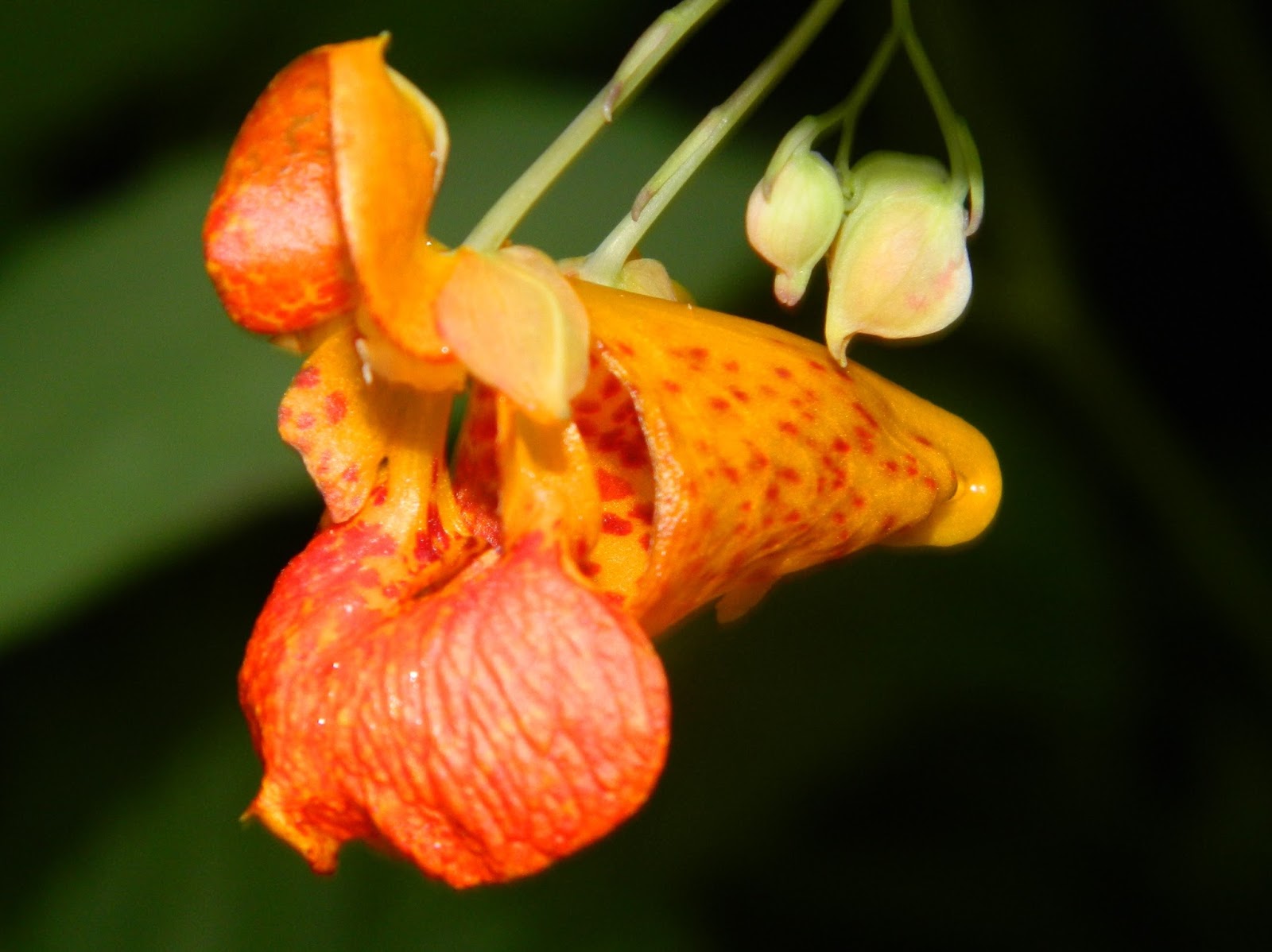 Lise's Log Cabin Life: The Exquisite Jewelweed Bloom