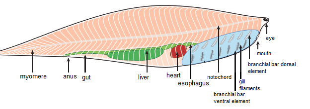 PaleoStories: Metaspriggina e la primitivà degli gnathostomi