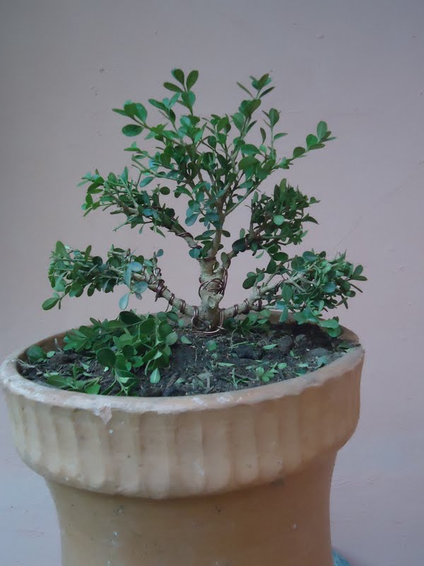 Te Yang Bonsai: Projeto Buxus Sempervirens (Buxinho)