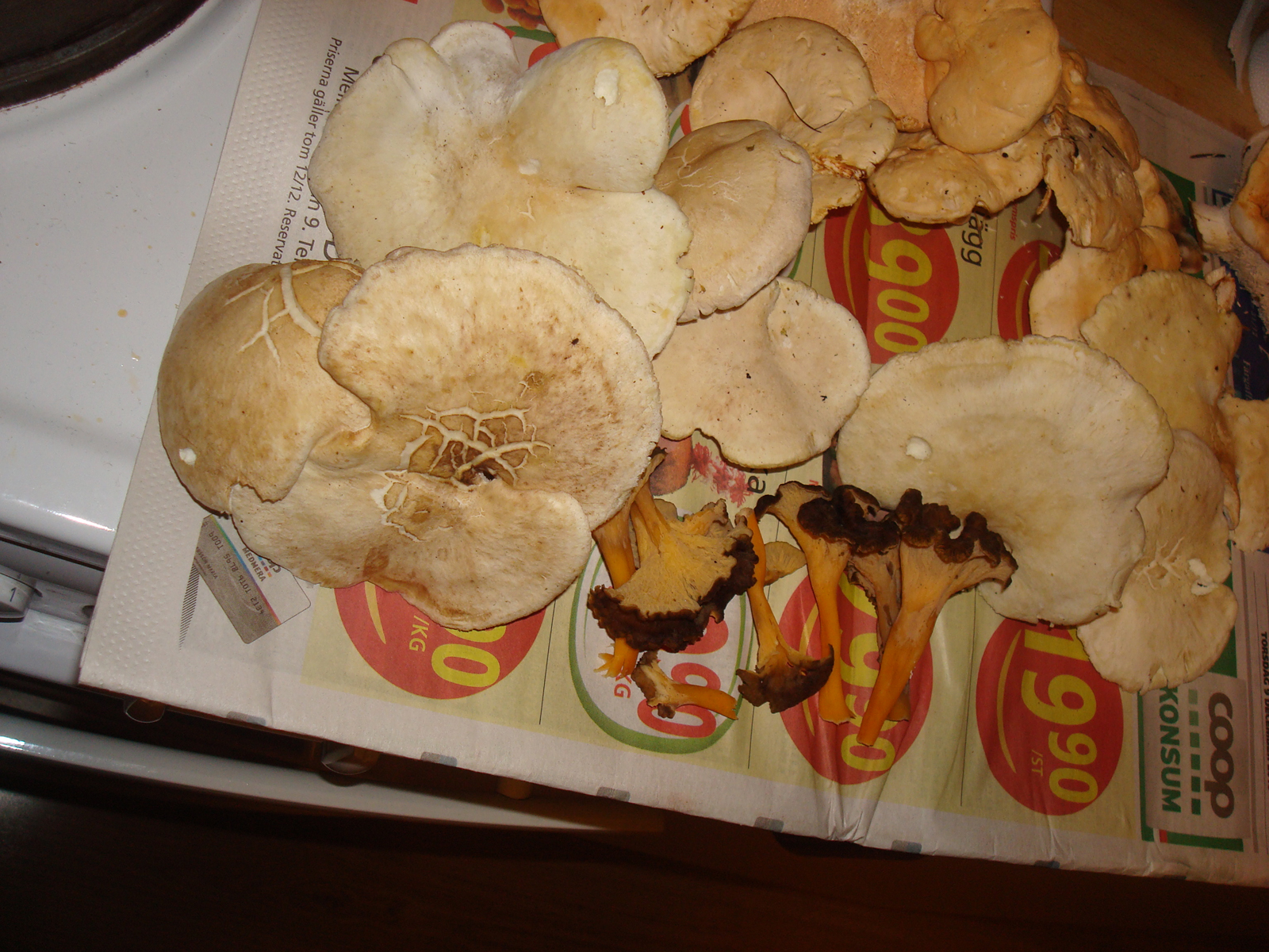 Välkommen till Lindeman's vrå: 18 Sep. Svamp,Älgflugor & Fästingar i ...