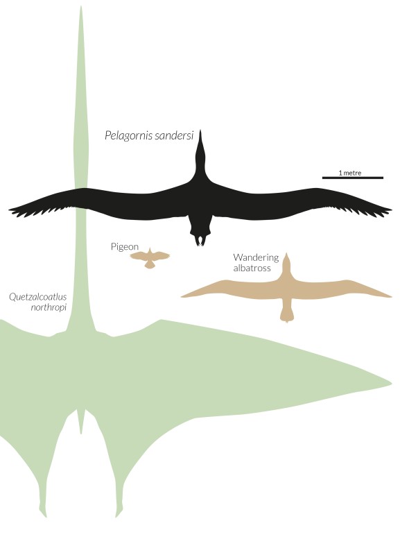 Documentalium: Gigantescas aves extintas