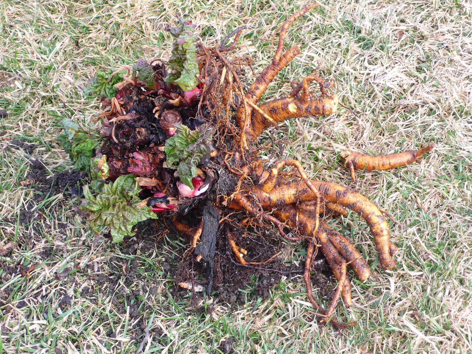 Big Yields: Dividing Rhubarb