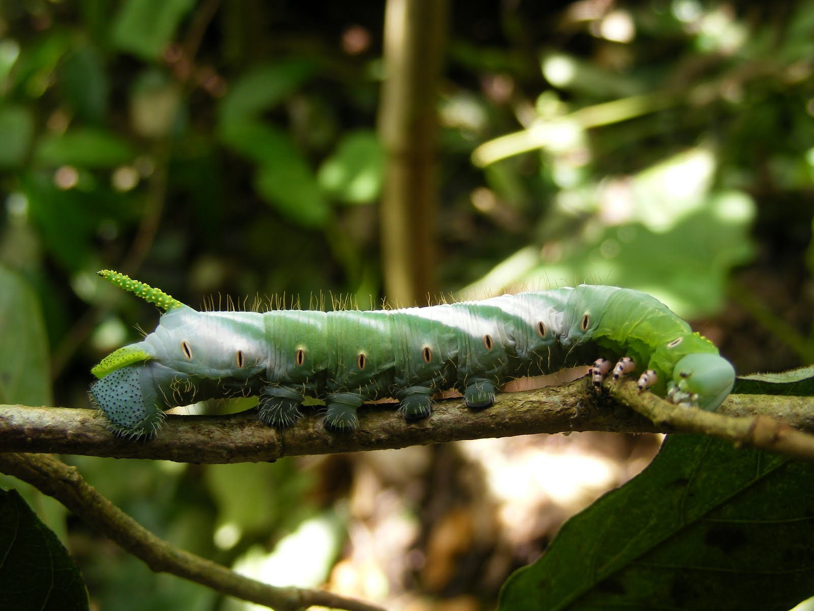 Caterpillar of the Day: Neococytius [cluentius?] | Caterpillar Eyespots