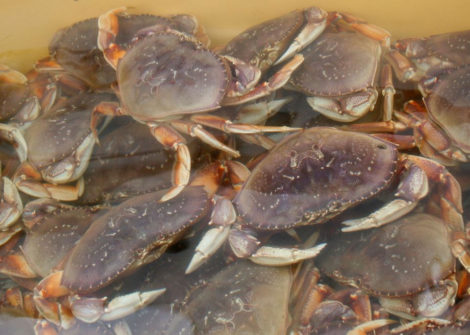 Crab Export Business - Mud Crab Exporters, Mud Crab Manufacturers, Mud ...