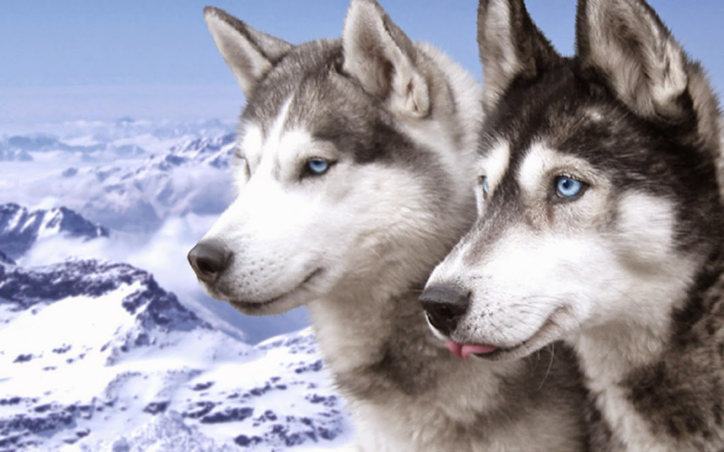 Poze cu Caini Husky | Poze Super Misto