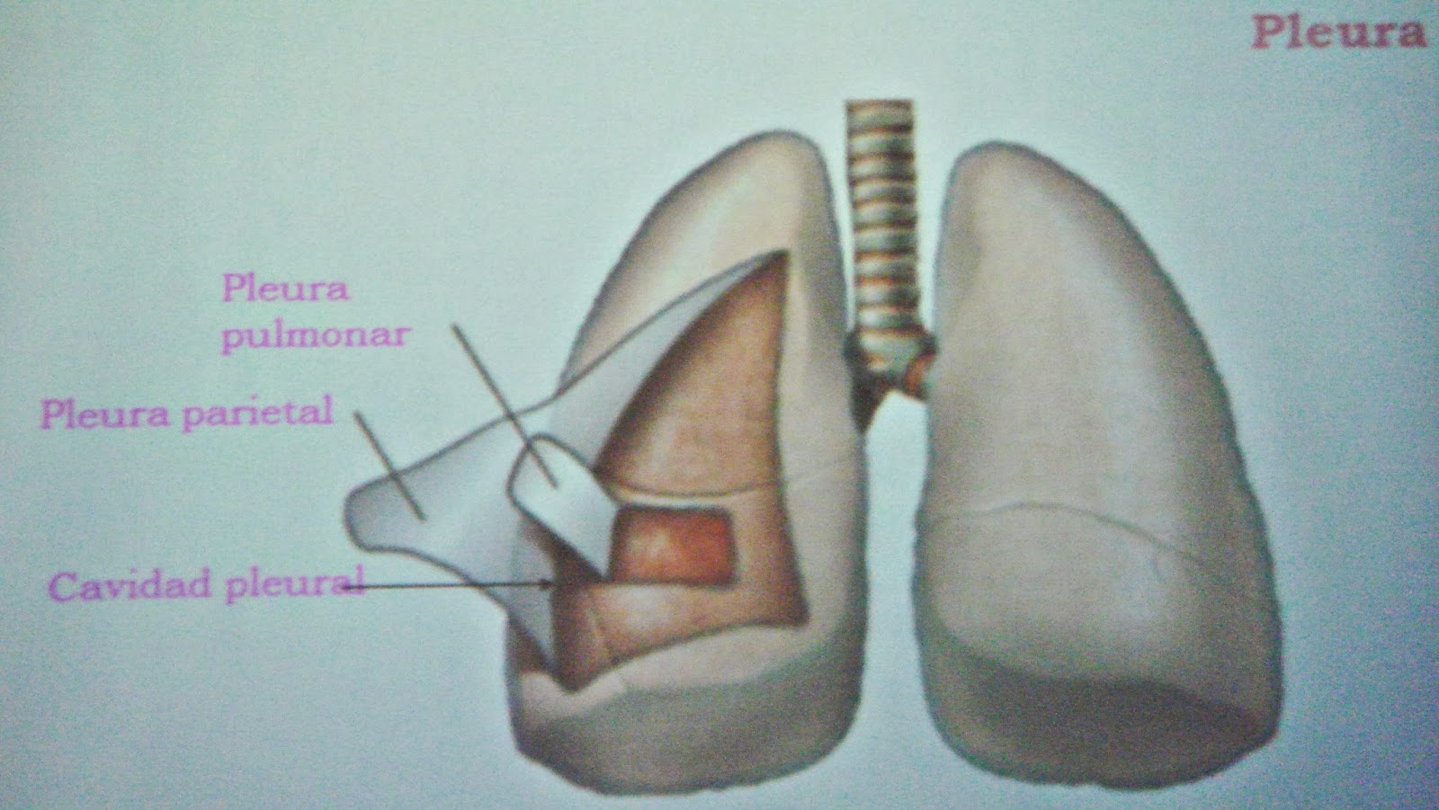Pleura y Pulmones - Sistema respiratorio