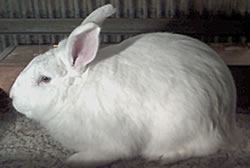 Beveren Rabbit Pictures