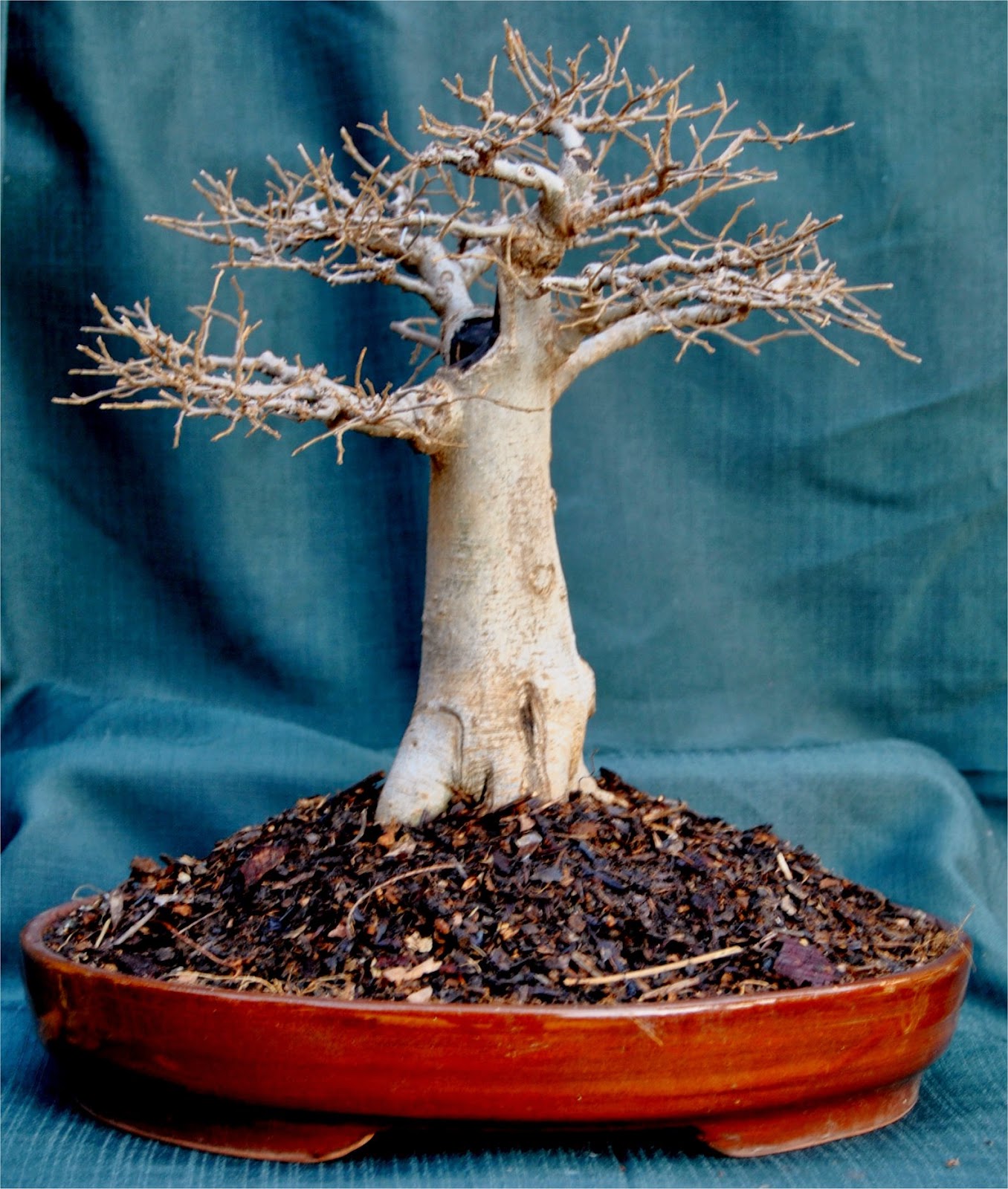 LENNARD'S BONSAI BEGINNINGS.: Celtis in a Baobab style.