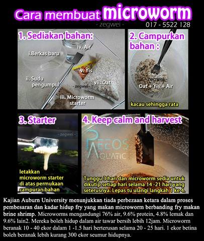 PEEOS AQUATIC: Culture Of Microworms (Panagrellus sp.) from Auburn ...