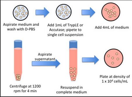subculture or splitting cells |Genetic Engineering Info