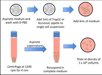 subculture or splitting cells |Genetic Engineering Info