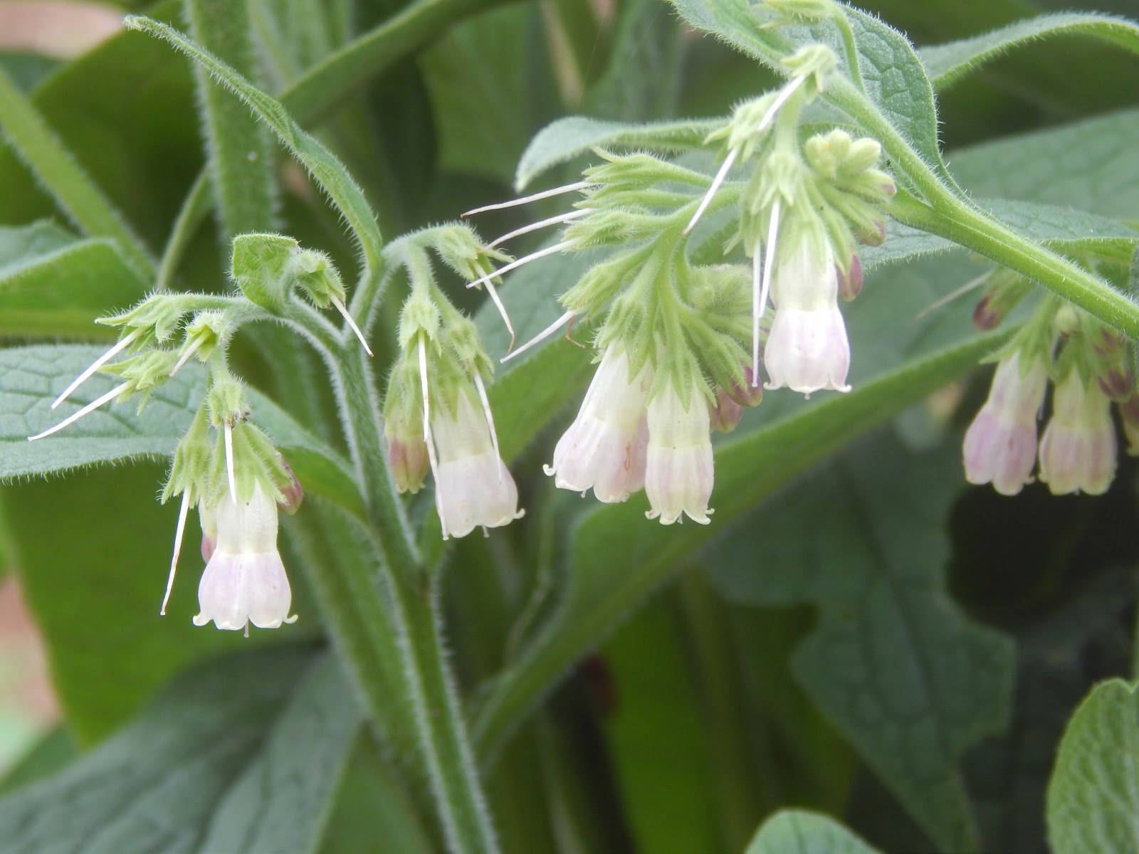 Thoughts from Frank and Fern: Two Kinds of Comfrey - Which one is right ...
